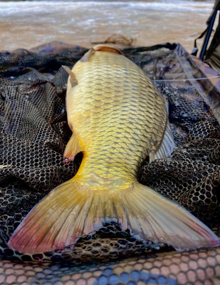 Обзор рыбных бойлов Carptoday Baits + подробный РЕЦЕПТ для ловли в теплой воде!