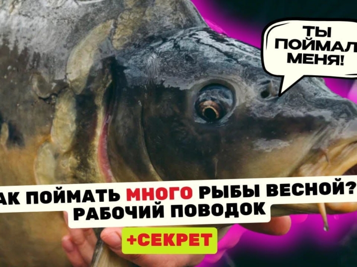 Как сделать универсальный стик-микс для ловли карпа?