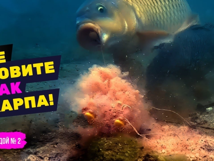 Карпфишинг — портал о ловле карпа CARPtoday